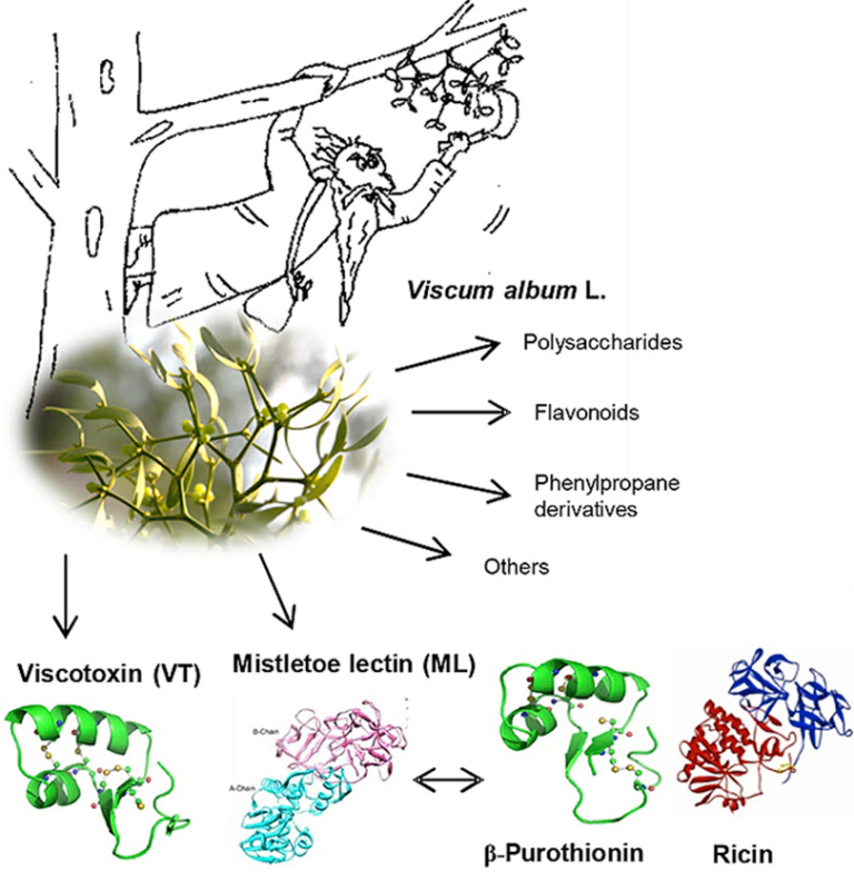 Viscum album (Muérdago Europeo) en el Tratamiento del Cáncer | Tienda ...