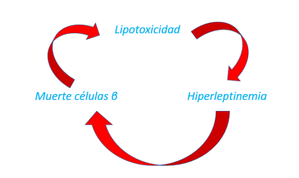 Diabetes | Tienda Naturista